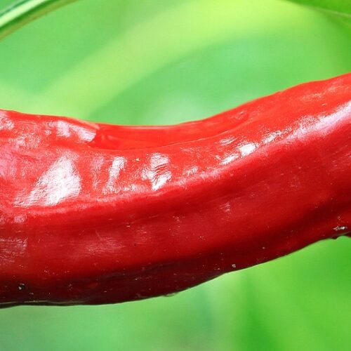 Recette des piments farcis - Epices et Délices